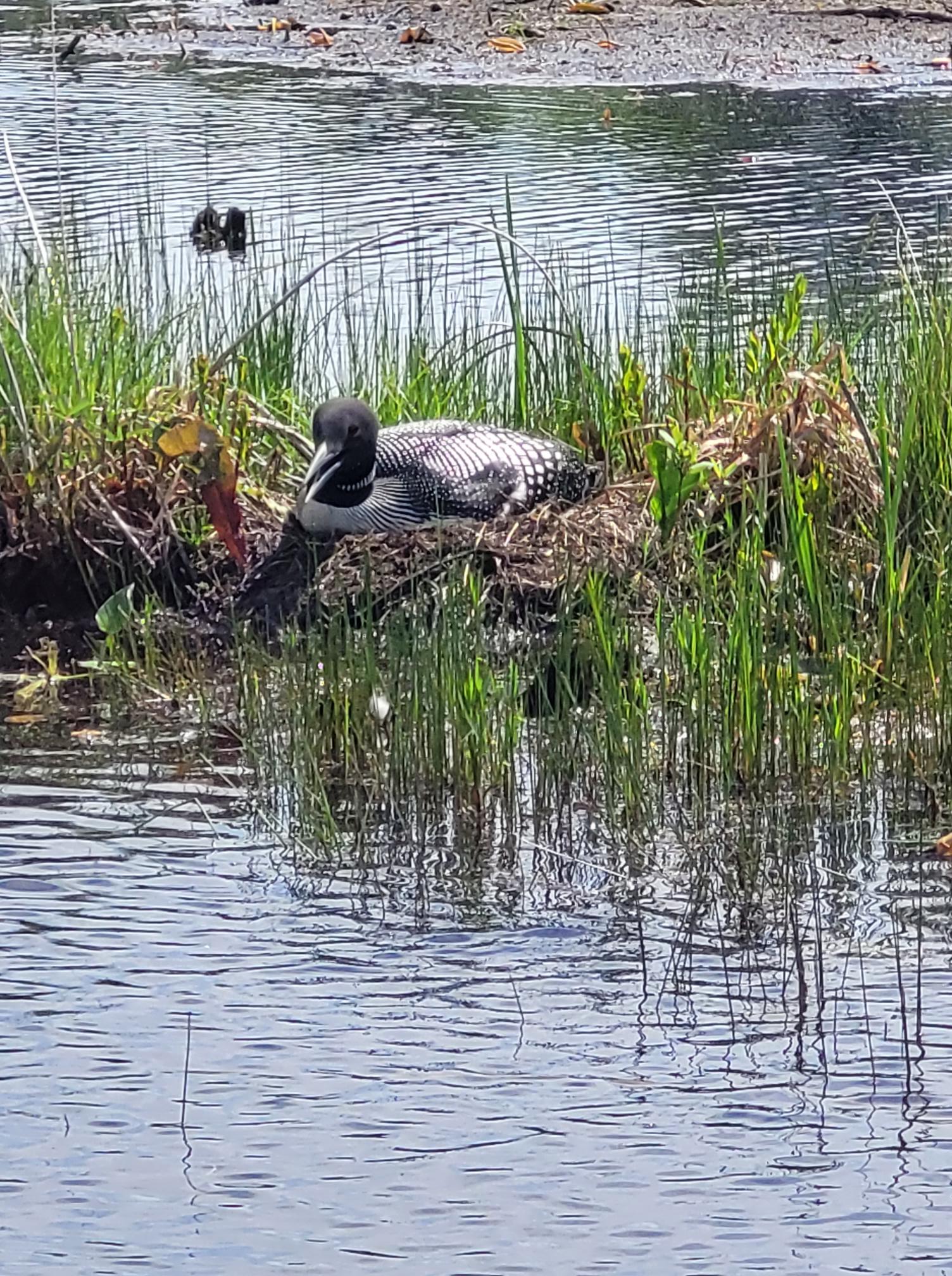 Kevin Bahr- Loons and Gardens – Outside TG
