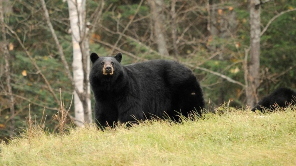 Da’ Bears – Outside TG